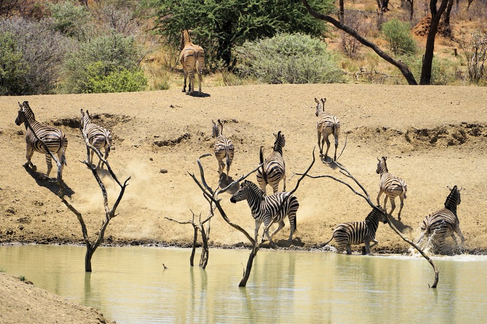 Game Drive in Namibia, reiten und wandern in der Savanne | Kambaku