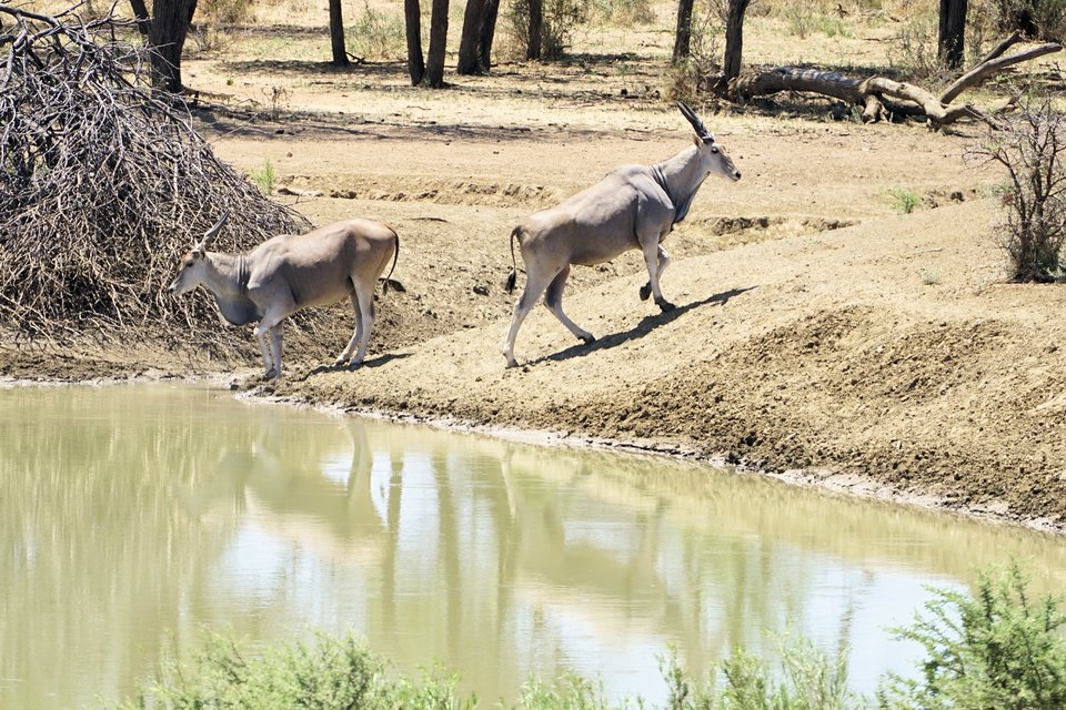 Luxus Safari Lodge in Namibia | Kambaku