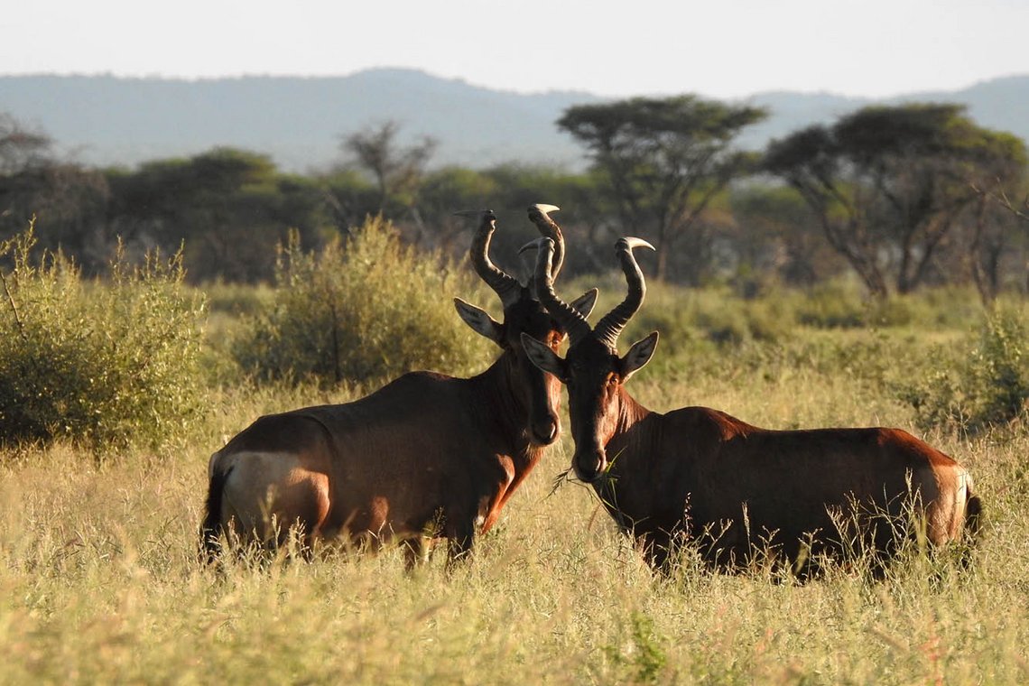 Kambaku's Wildlife | Kambaku