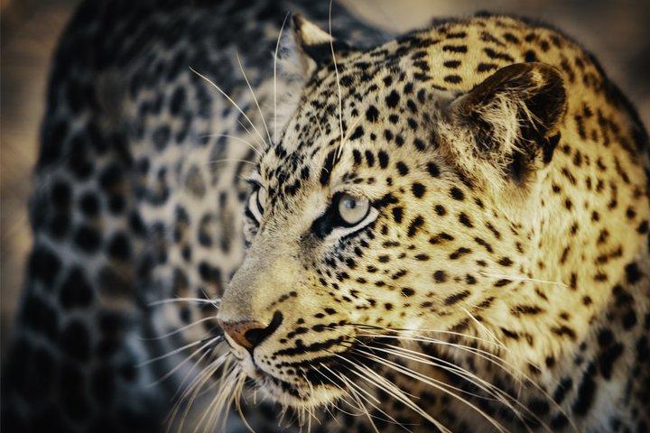 Leopard – schlaue Raubkatze mit bemerkenswerter Anpassungsfähigkeit ...