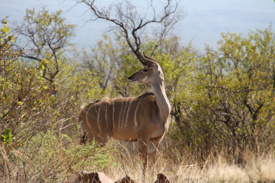 Wildlife Wissen: Großer Kudu, eine majestätische Schönheit der Savanne ...