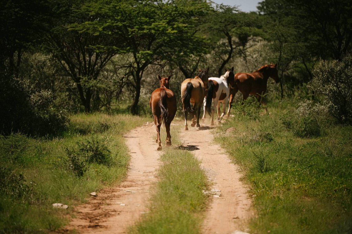 Experience Elegant Luxury Lodges in Namibia | Kambaku | Kambaku