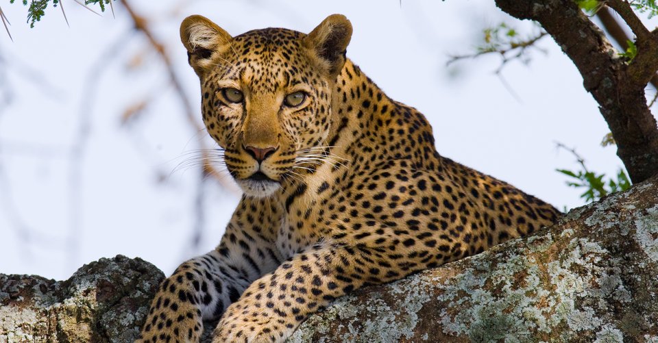 Leopard – schlaue Raubkatze mit bemerkenswerter Anpassungsfähigkeit ...