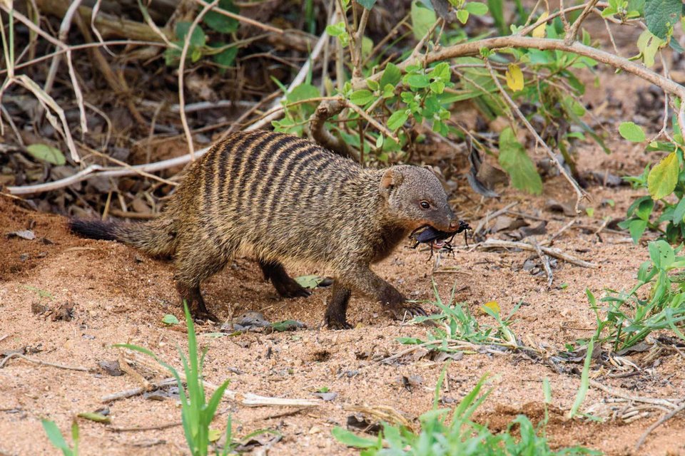 Zebramanguste – sozialer Kleinsäuger mit Familiensinn | Kambaku