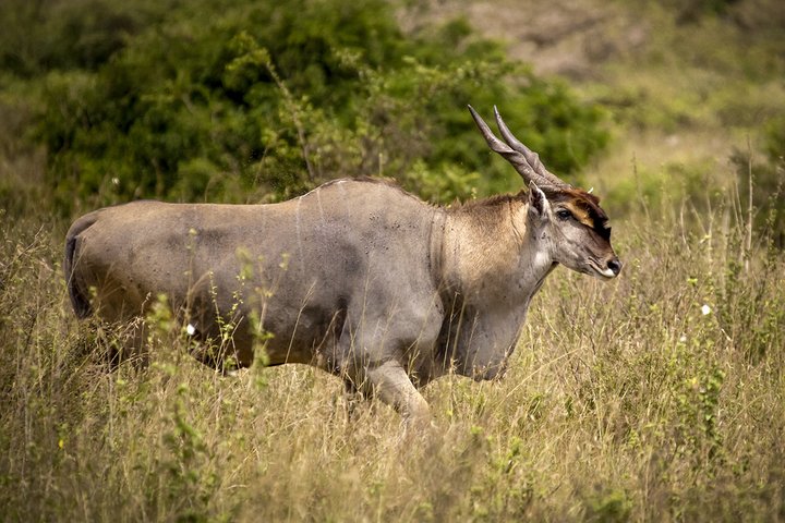 Elenantilope – mächtige "Elche" der Savannen | Kambaku